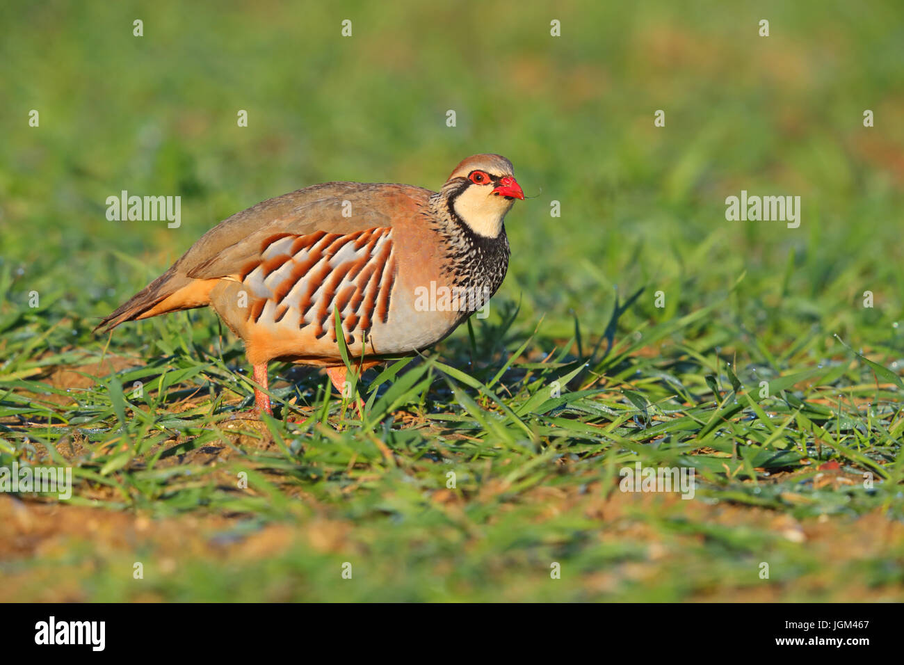 Red-legged Partridge Alectoris rufa on farmland in Norfolk, UK Stock ...