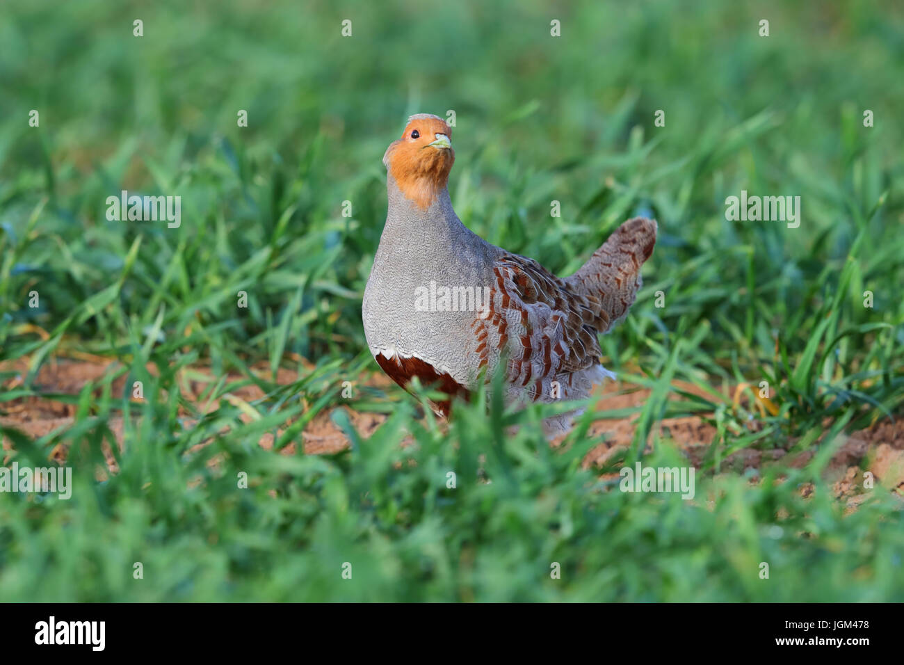 Male Grey Partridge (Perdix perdix) on farmland in Norfolk, UK Stock ...