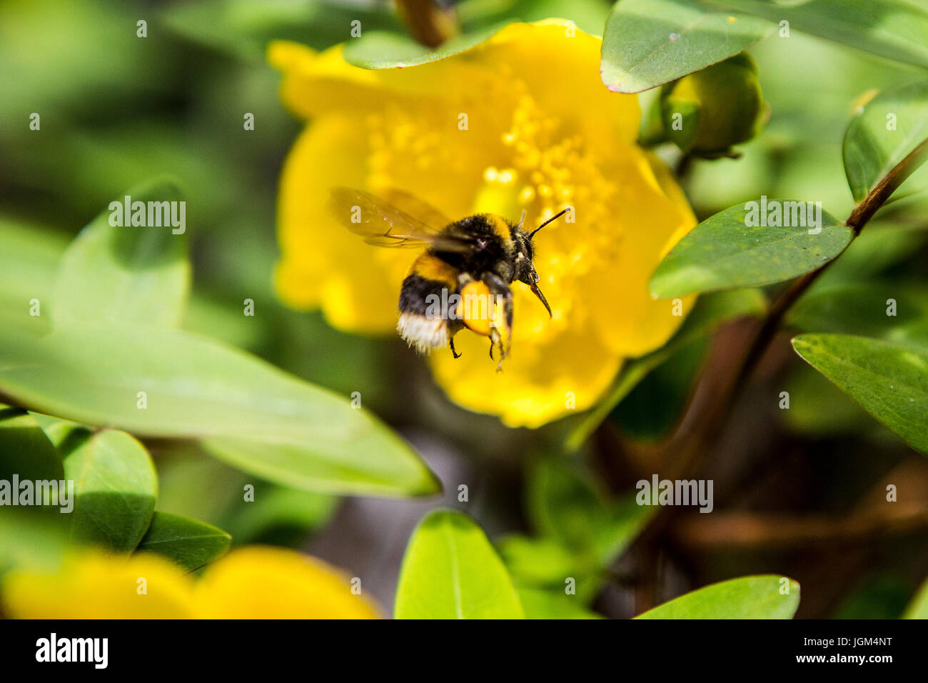 Bumble Bees collecting pollen from Rose of Sharon Stock Photo - Alamy
