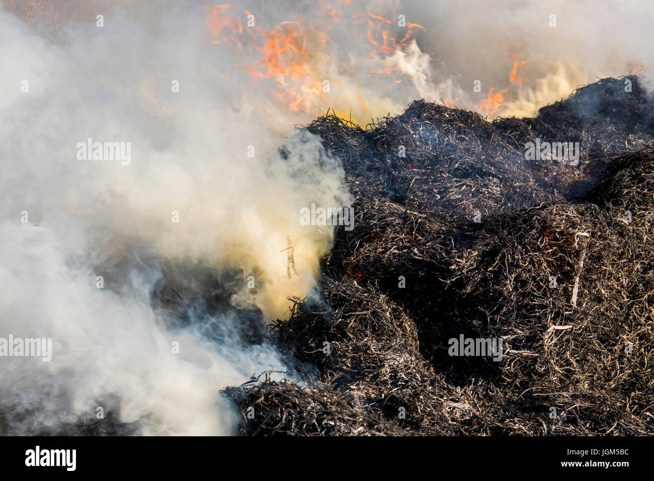 Cane or Reed cultivation and burning of the cane near Giethoorn and ...