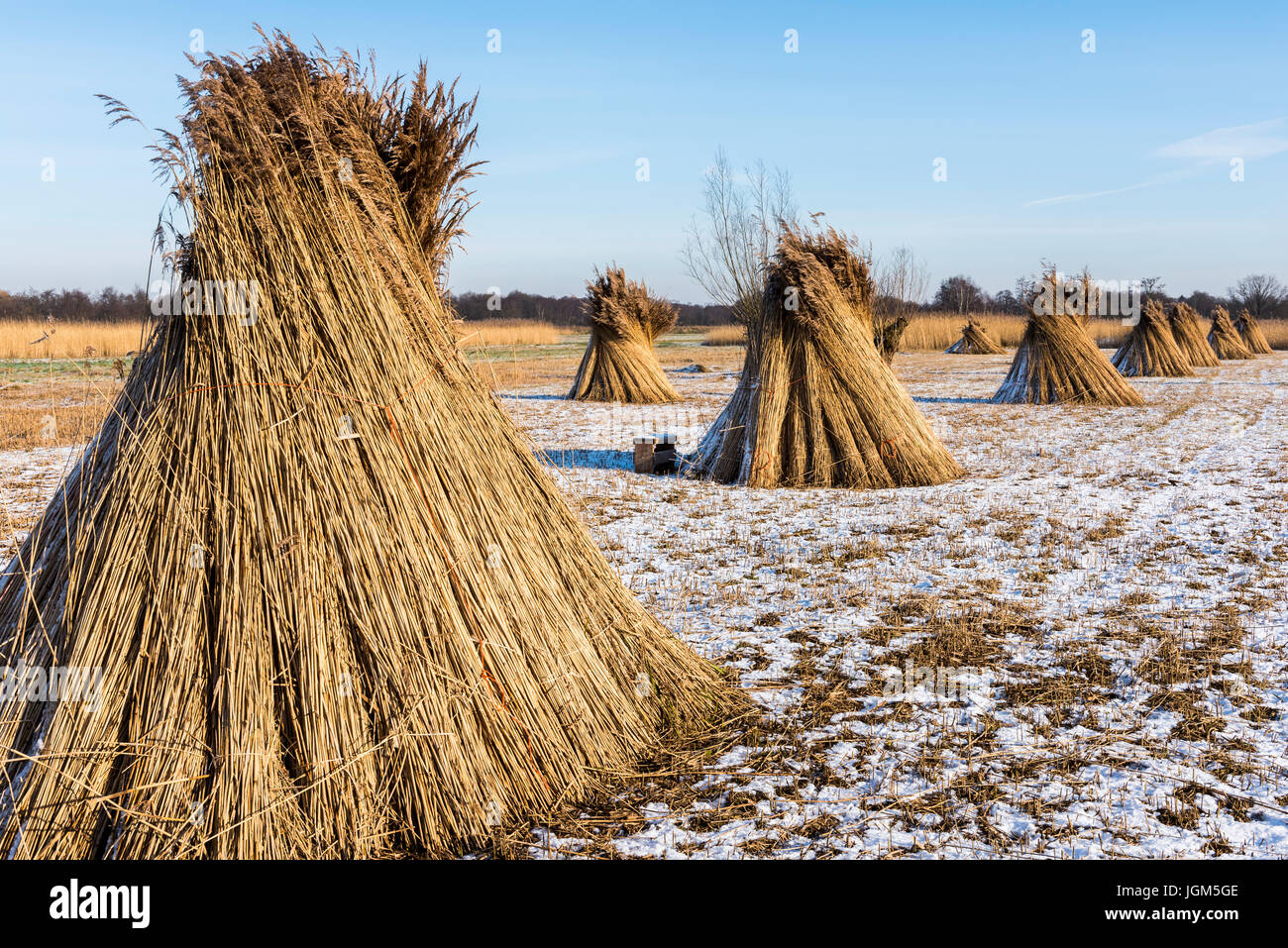 Cane Cultivation in Giethoorn with several reed stacks on a winter ...