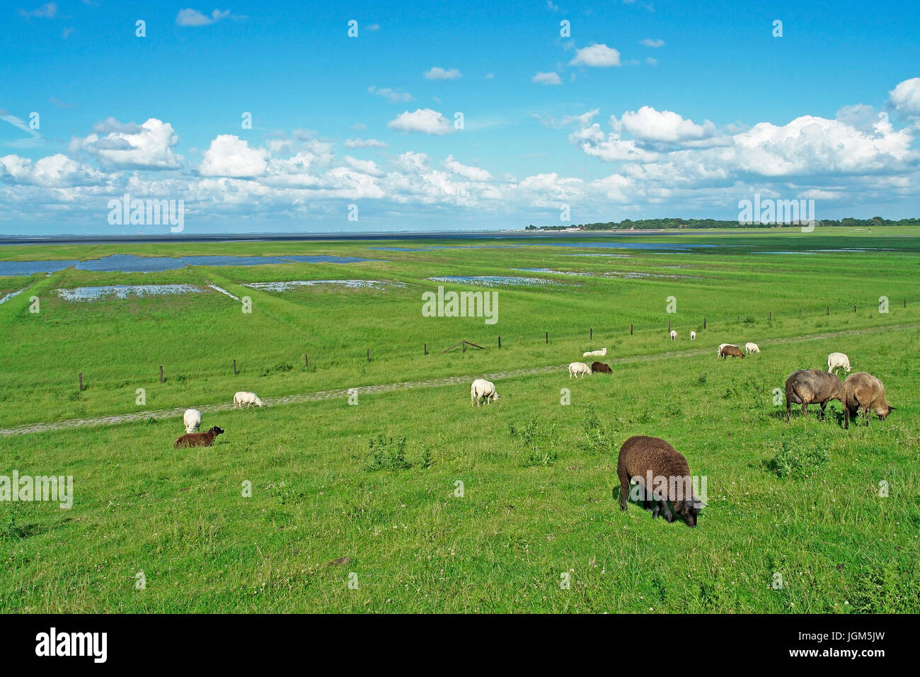 Europe, Germany, Lower Saxony, Friesland, Dangast, beach, beach basket ...