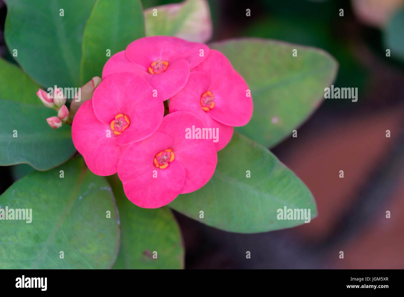 Close up of pink Crown of Thorns flowers (Euphorbia milii, Christ plant ...