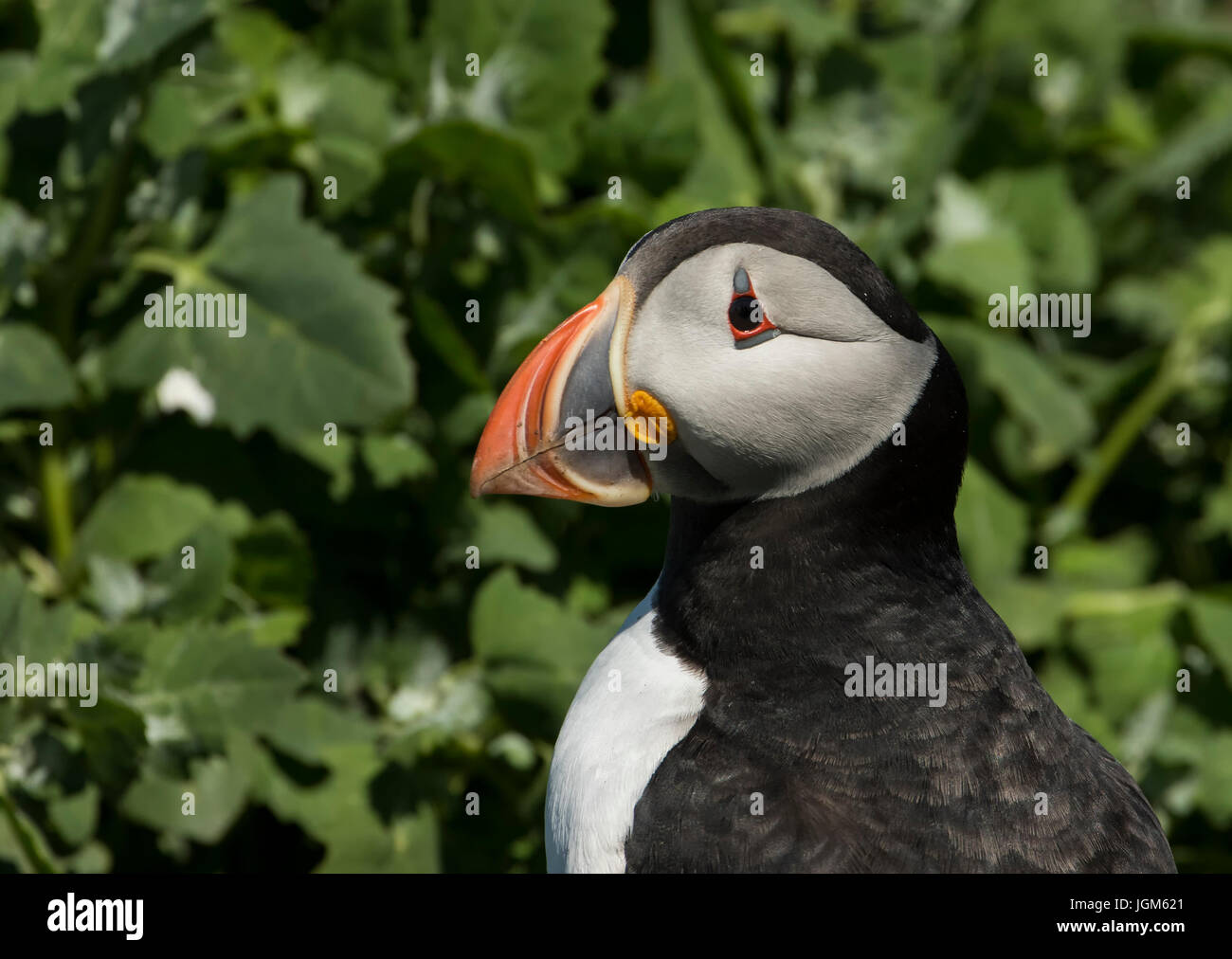 Puffin close up Stock Photo - Alamy
