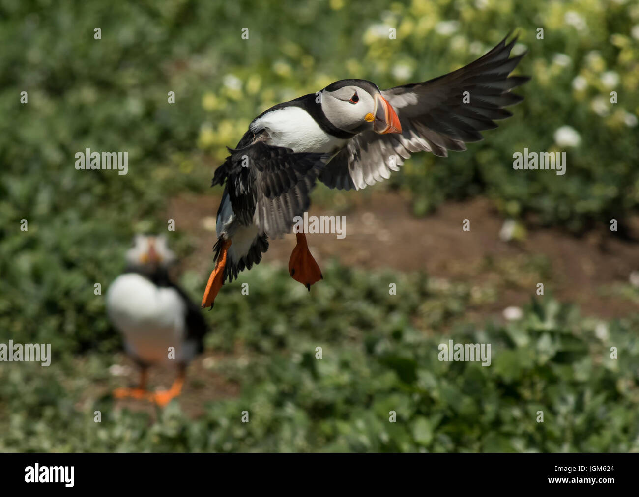 Puffin taking off Stock Photo - Alamy