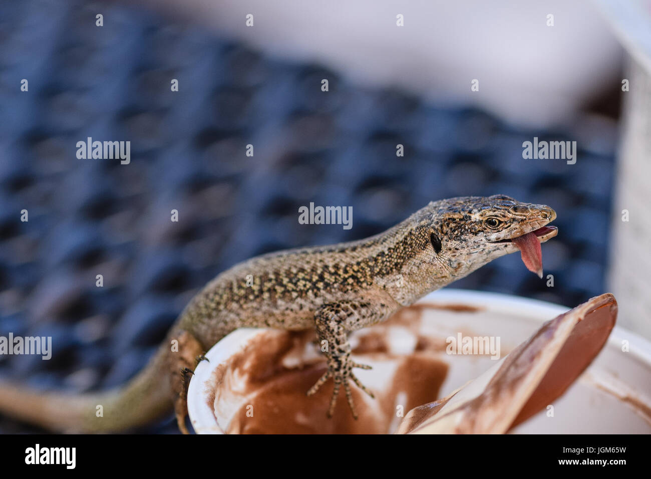 Wall lizard with tongue to the side of mouth eating chocolate ice cream ...