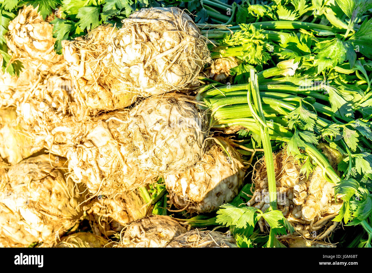 Sellerie hi-res stock photography and images - Alamy