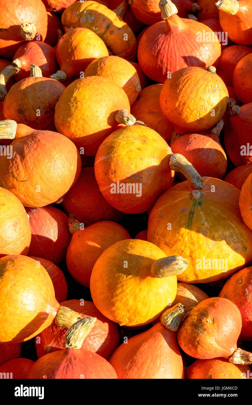 Germany, vegetables, vegetables, pumpkin, North Germany, Schleswig ...