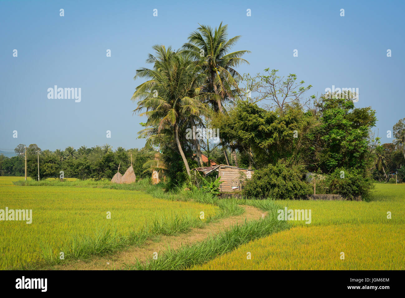 Rice field with small house in Mekong Delta, Vietnam. The Mekong Delta ...
