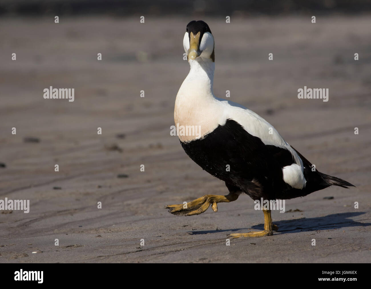 Eider seahouses hi-res stock photography and images - Alamy