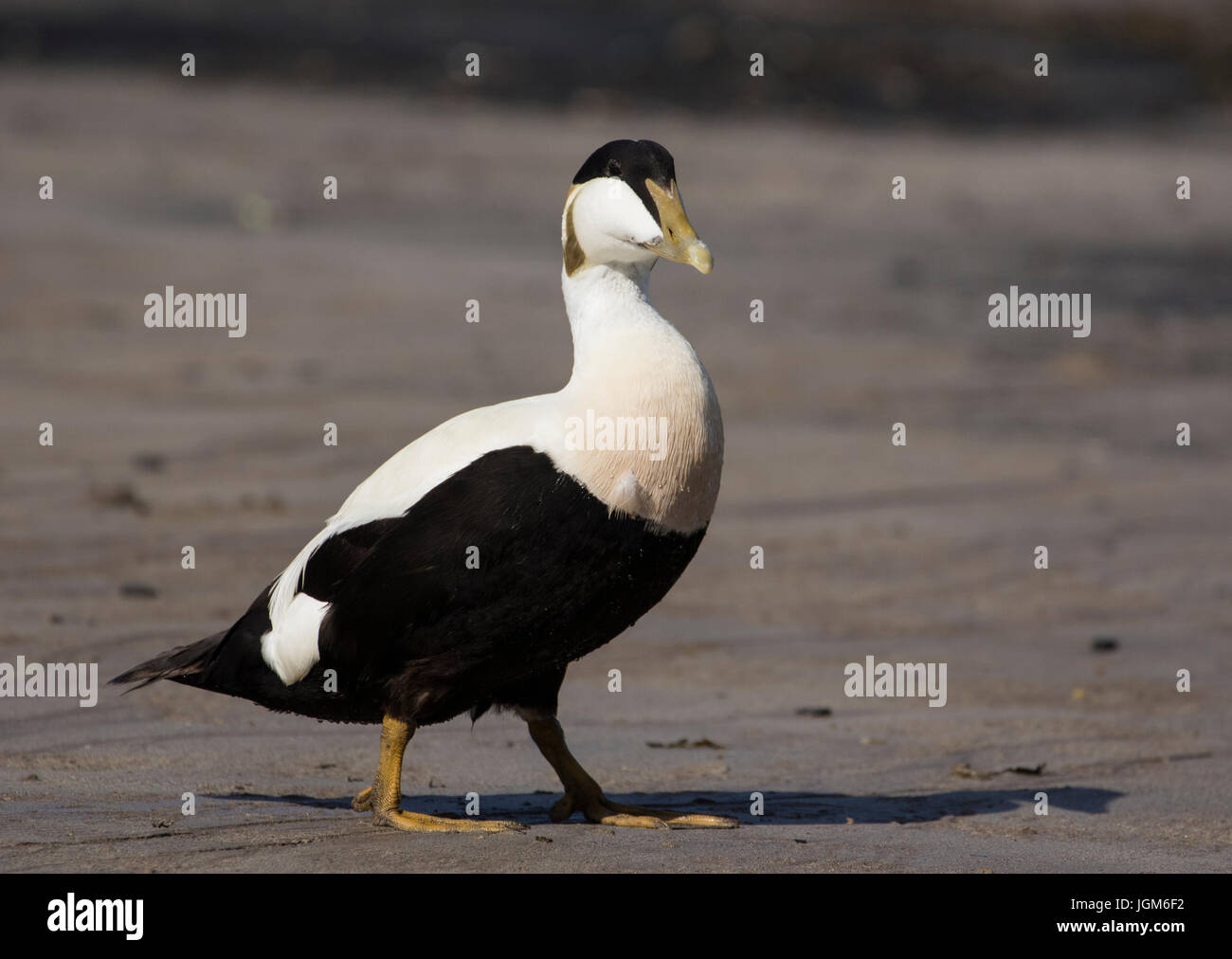 Male Eider Duck Stock Photo - Alamy