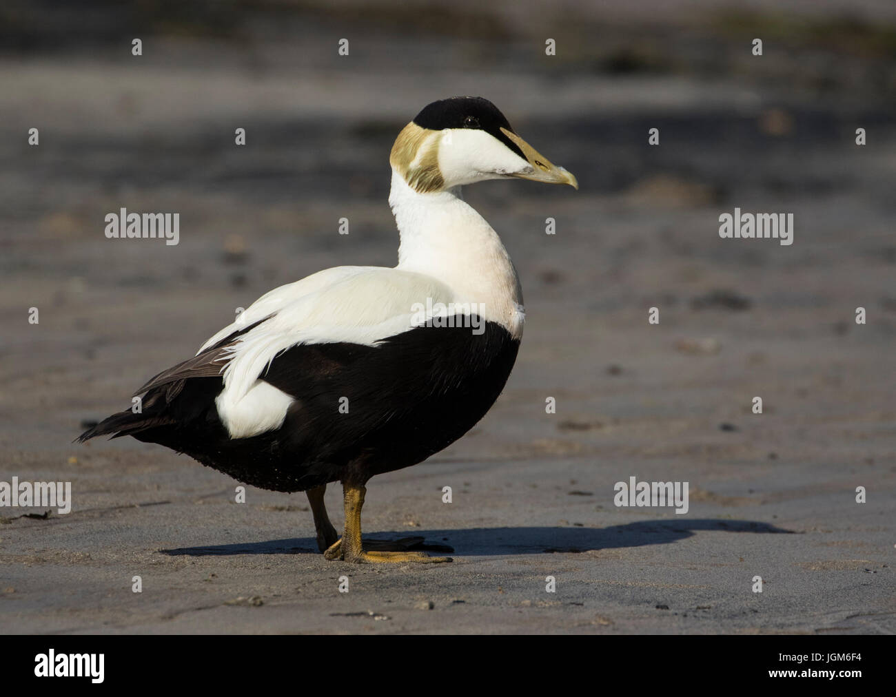 Male Eider Duck Stock Photo - Alamy