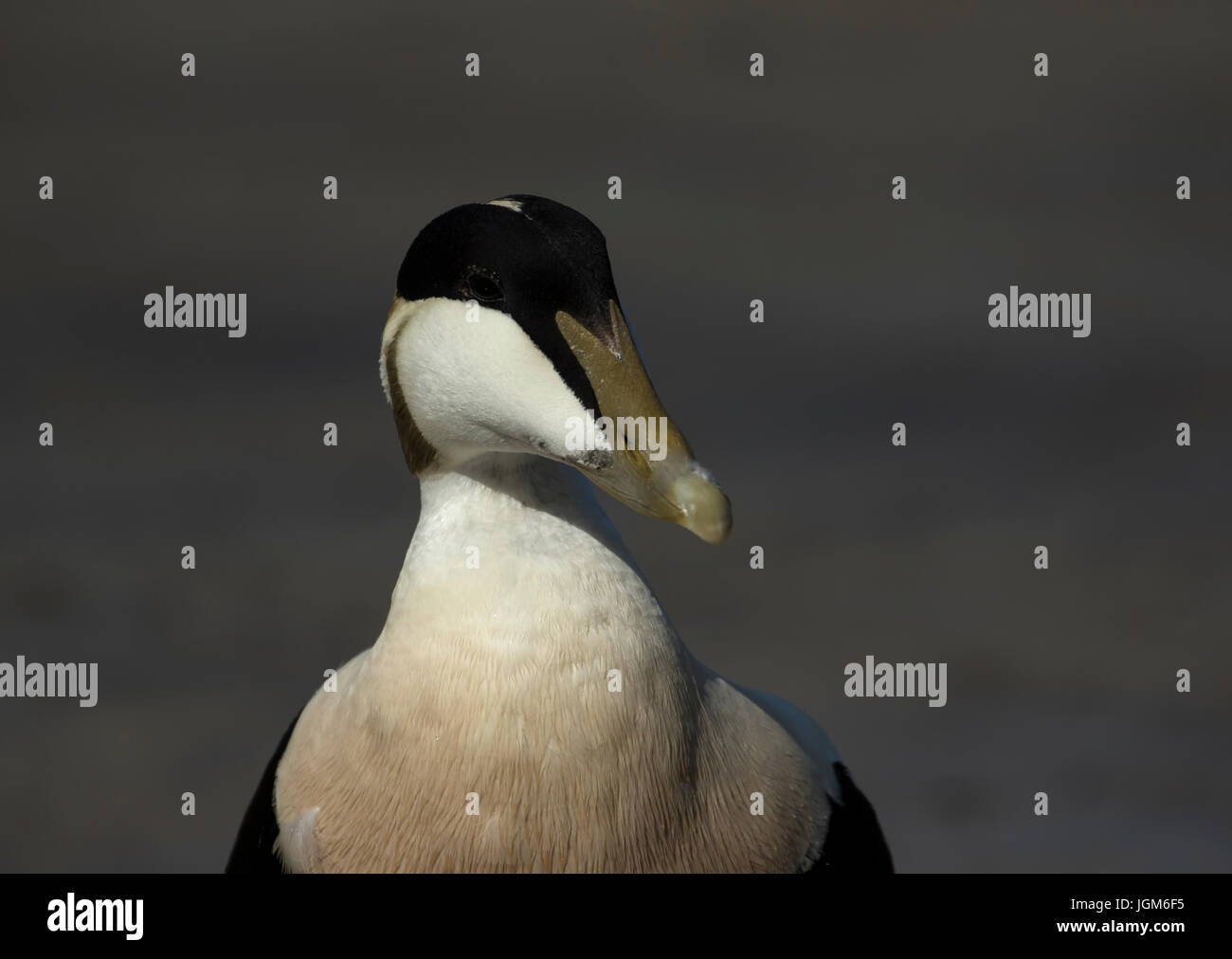 Male Eider Duck Stock Photo - Alamy