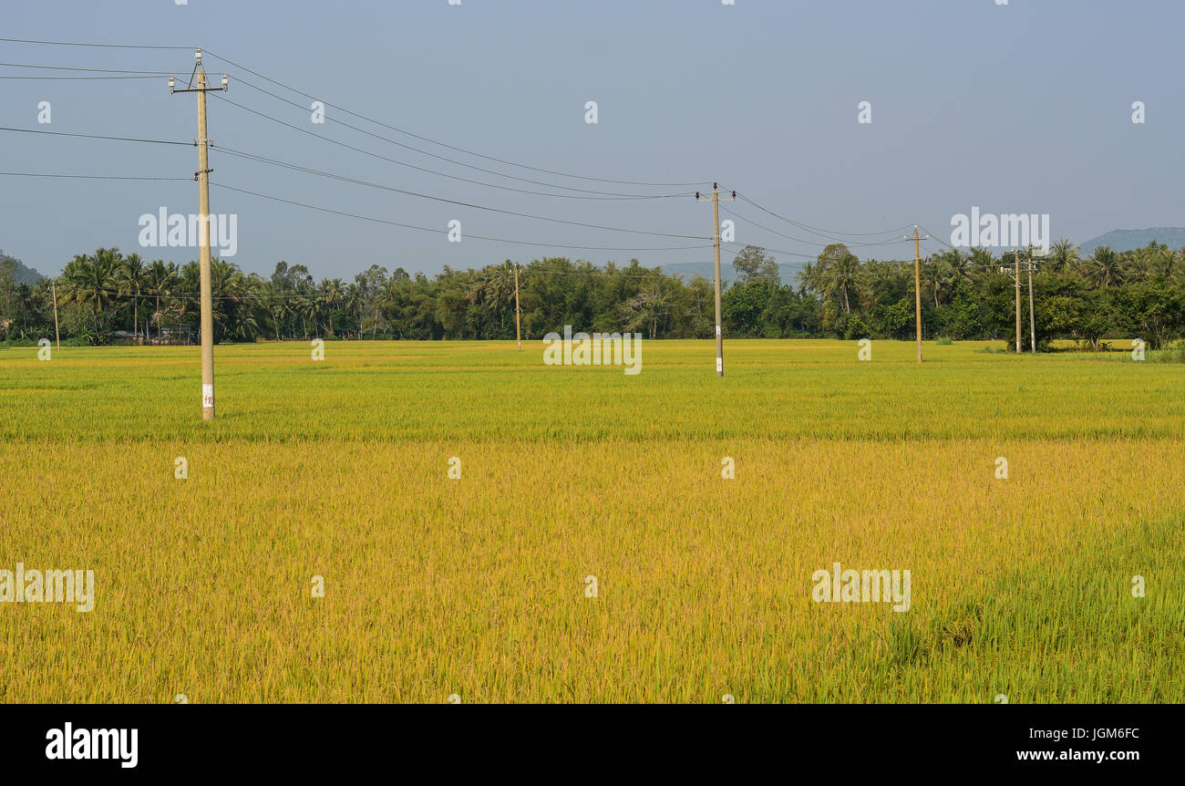 Rice field at autumn in Mekong Delta, Vietnam. The Mekong Delta is a ...