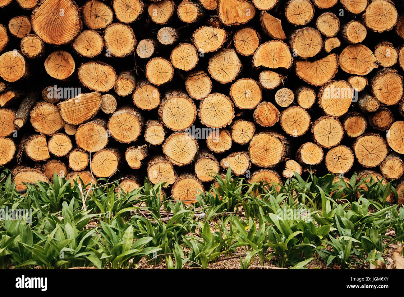 Timber Trunk High Resolution Stock Photography and Images - Alamy