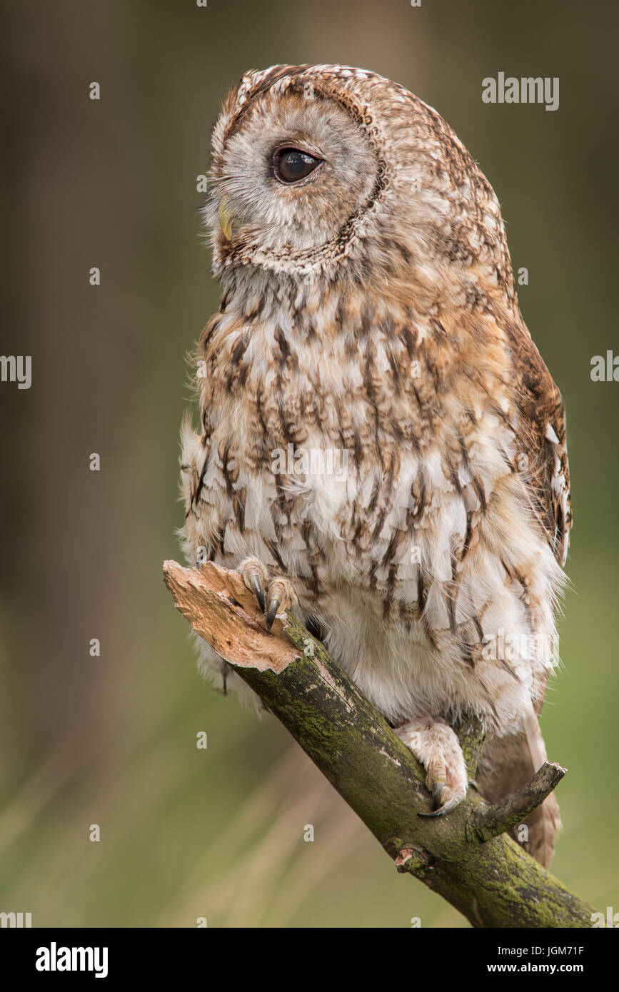 Vertical vertical portrait hi-res stock photography and images - Alamy