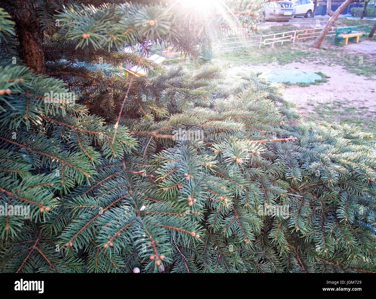 Fir tree wood hi-res stock photography and images - Alamy