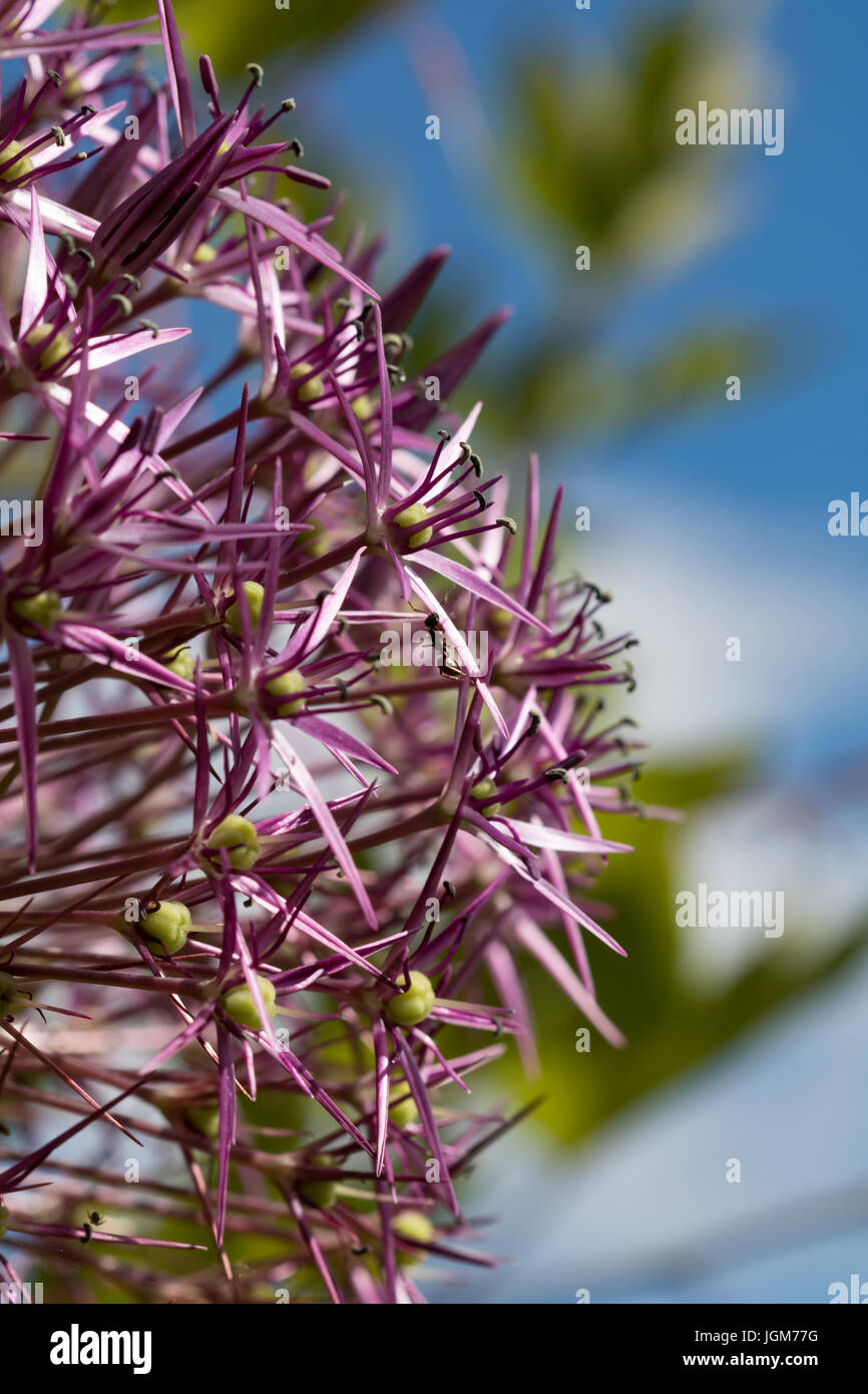 Tiny ant on flowers Stock Photo - Alamy