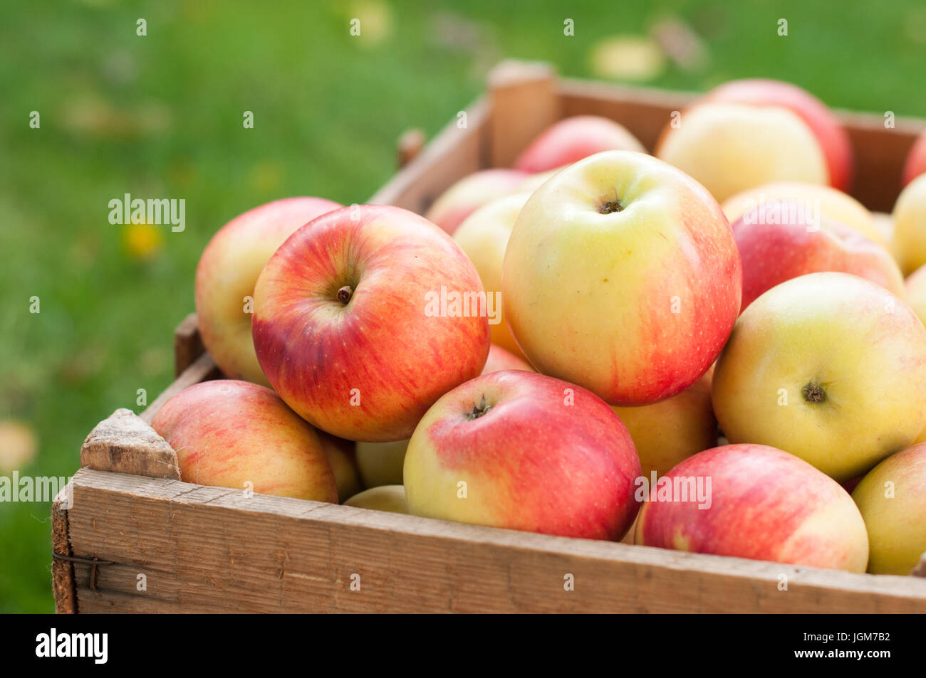 A lot of ripe apples in a wooden crate Stock Photo - Alamy