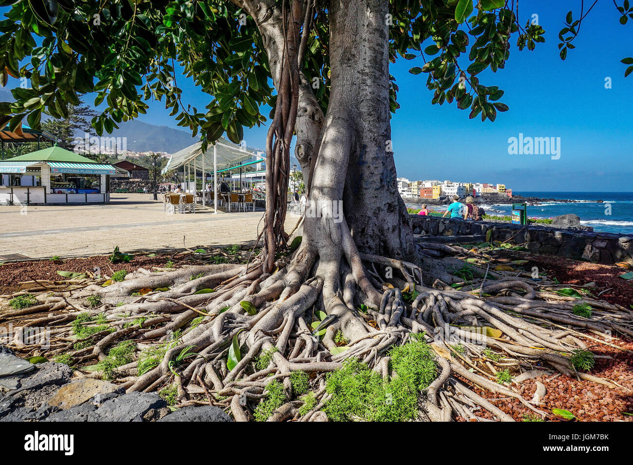 Atlantic tree hi-res stock photography and images - Alamy