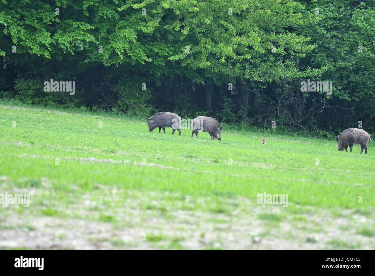 wildlife wild boar near the forest Stock Photo - Alamy