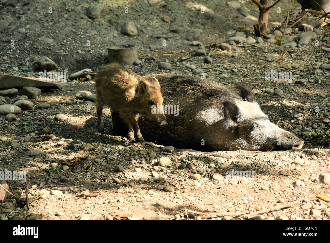 wildlife wild boar near the forest Stock Photo - Alamy