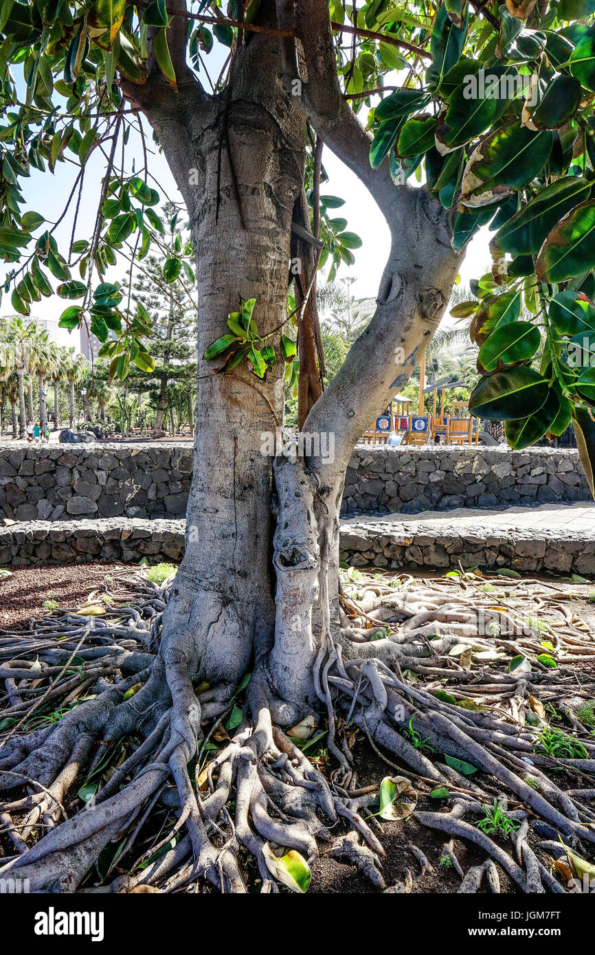 the Atlantic, tree, tree root, the Canaries, Canary islands, Playa ...