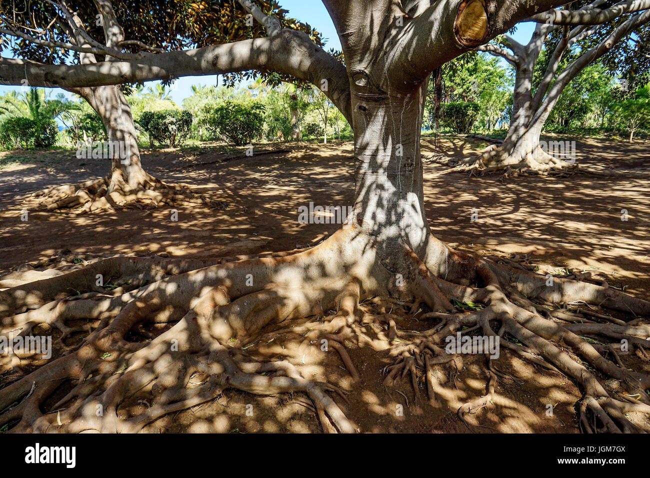 tree root, rears up, Canary islands, park, playa jardin, puerto de la ...