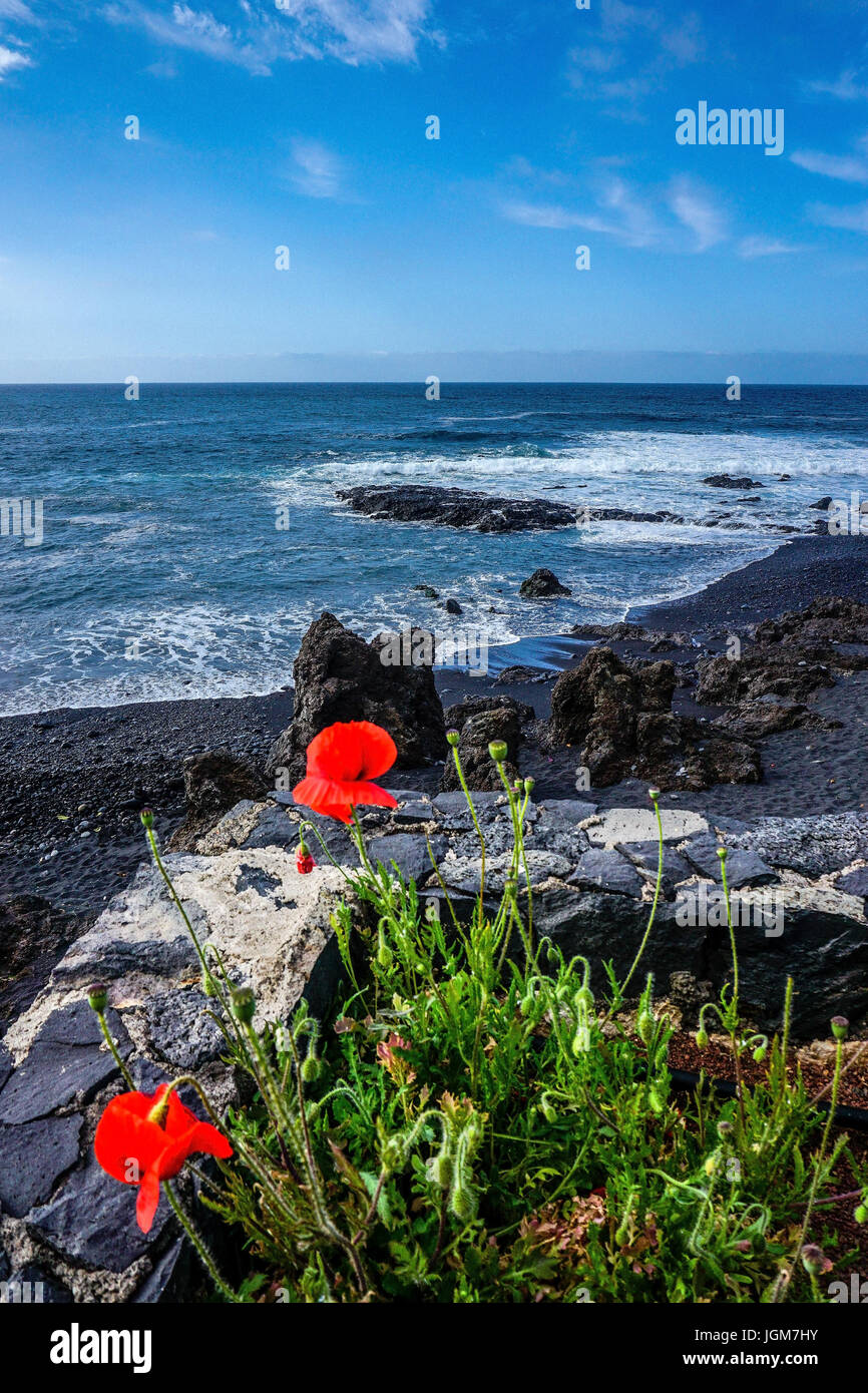 the Atlantic, flowers, the Canaries, Canary islands, poppy, Playa ...