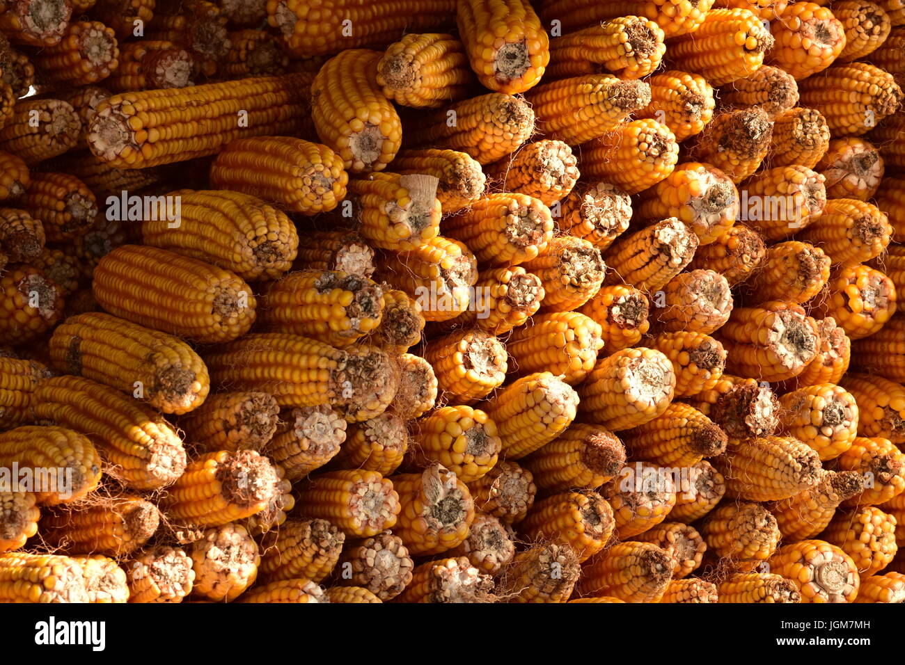 sweet corn stored Stock Photo - Alamy