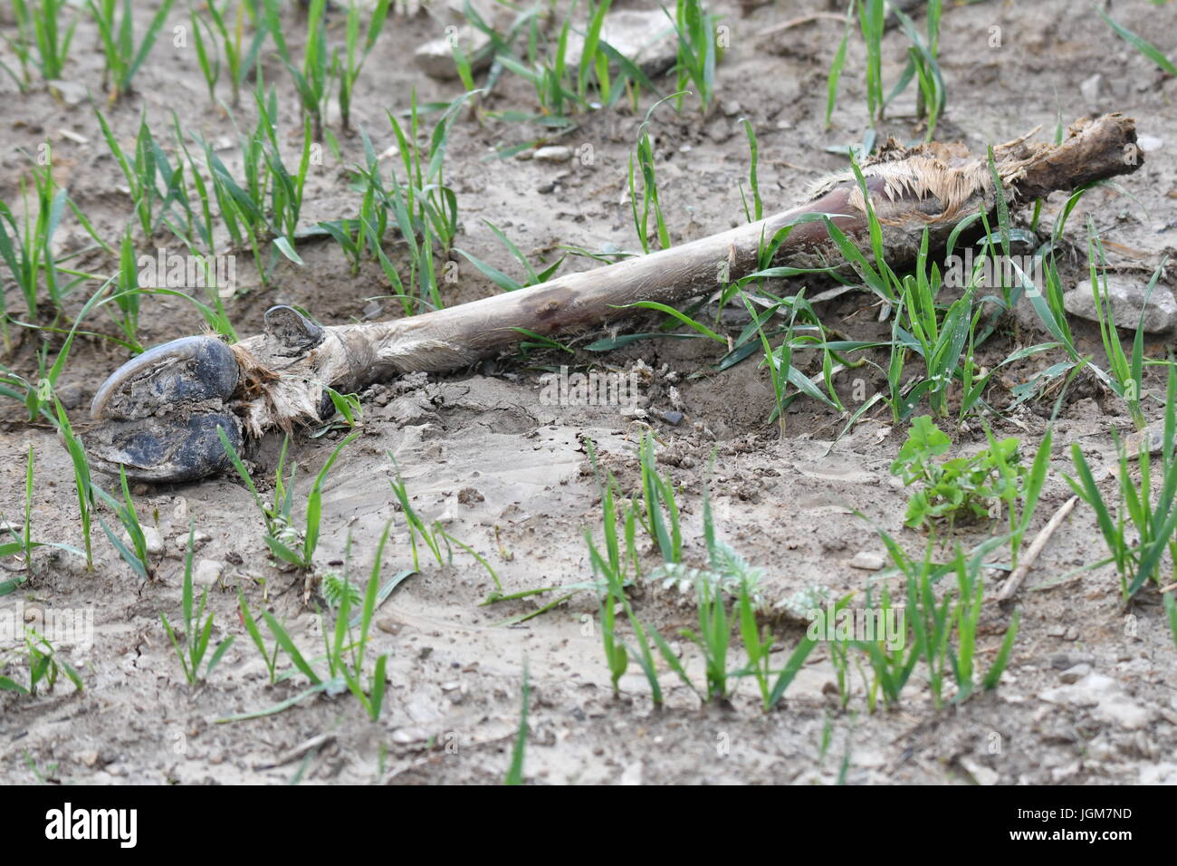 Deer leg bones hi-res stock photography and images - Alamy