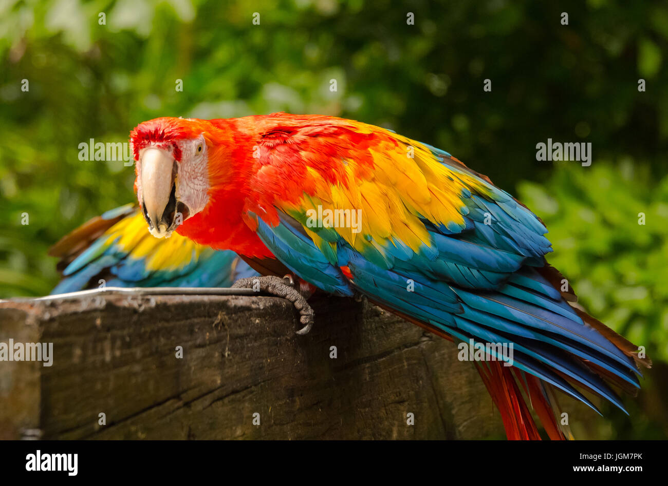 Colorful Macaw Bird In The Wild Stock Photo - Alamy
