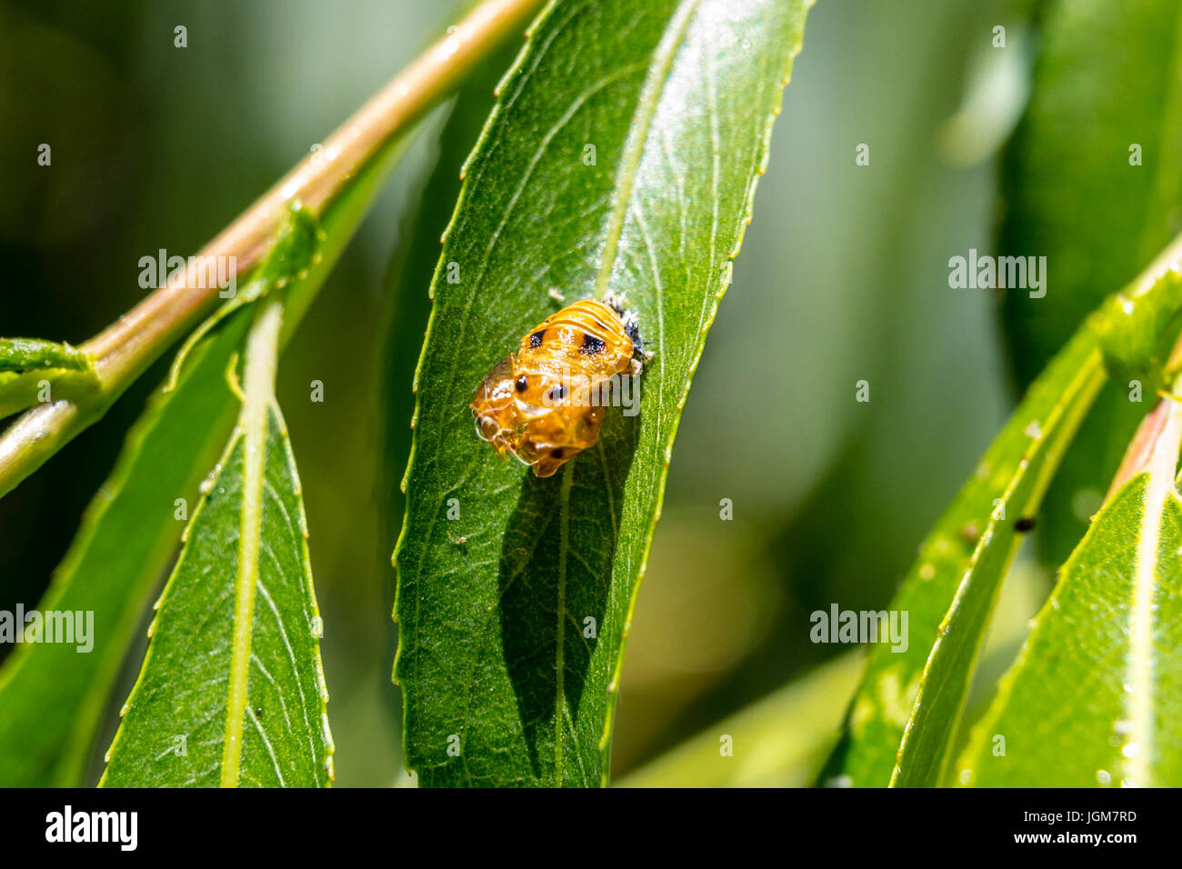 Lady beetle larvae hi-res stock photography and images - Alamy