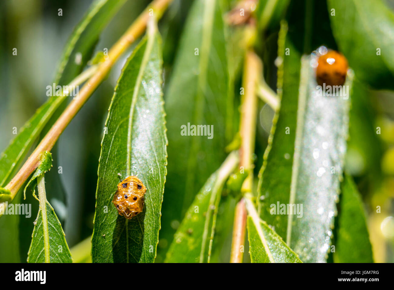 Lady beetle larvae hi-res stock photography and images - Alamy