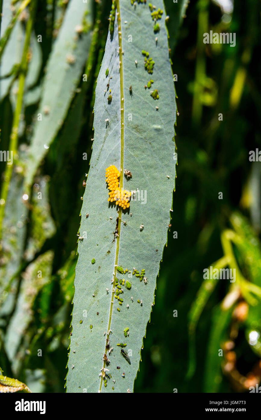 Lady bug beetle eggs on a willow tree in the California Central valley ...