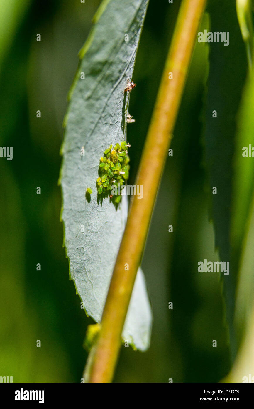 Aphids on a willow tree in the California Central valley Stock Photo ...