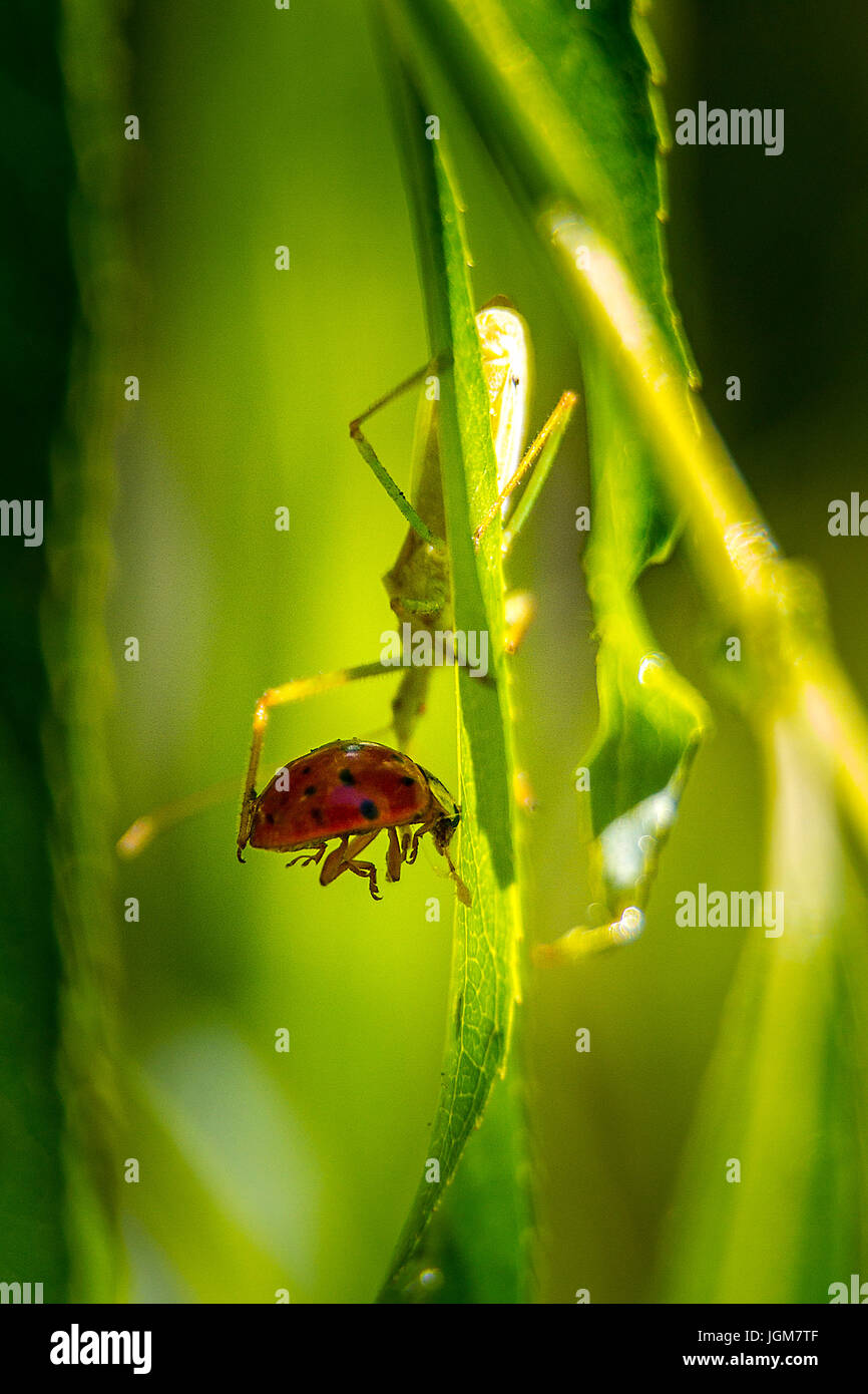 An Assassin bug that has just dined on a Lady bug in the California ...