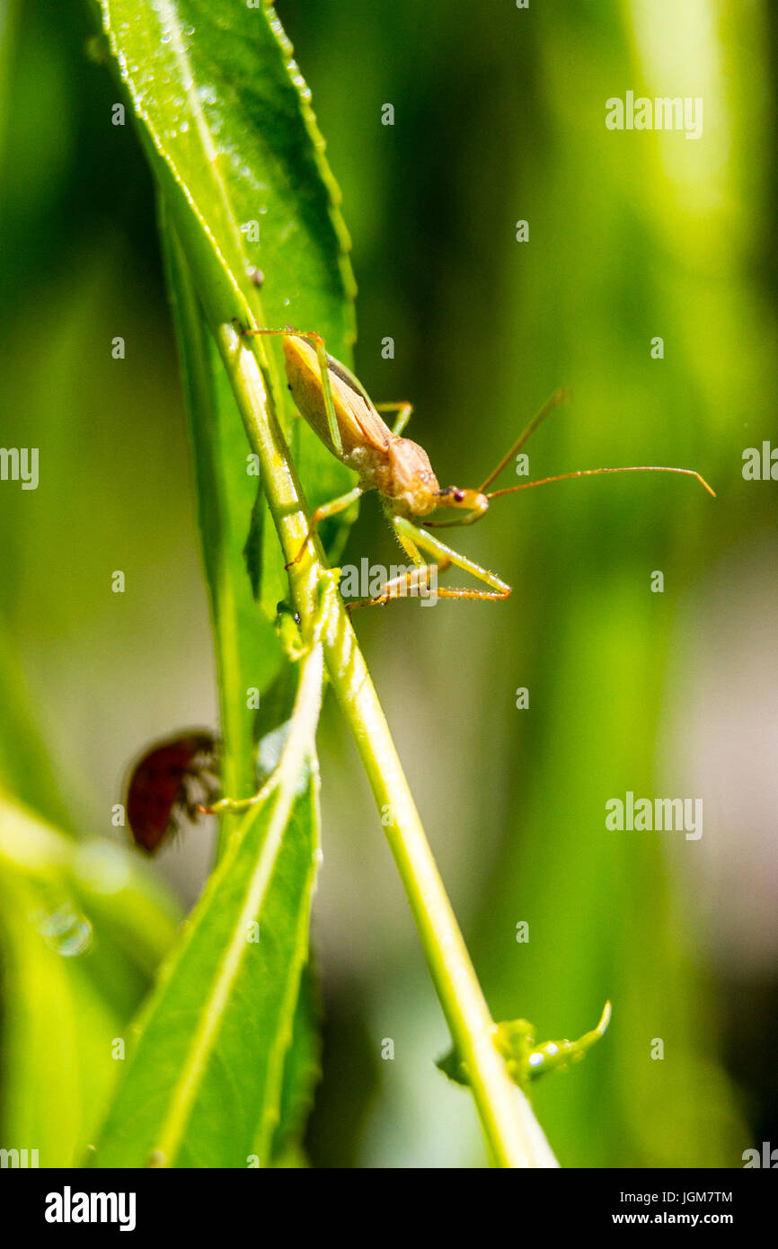 An Assassin bug that has just dined on a Lady bug in the California ...