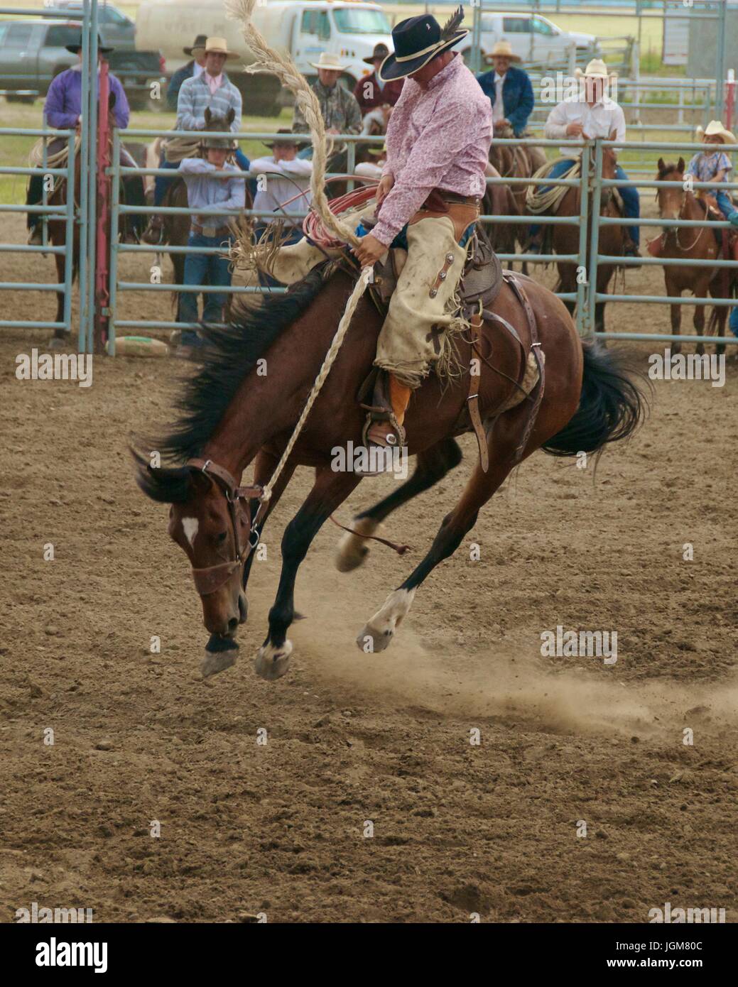 Bronc buster action hi-res stock photography and images - Alamy