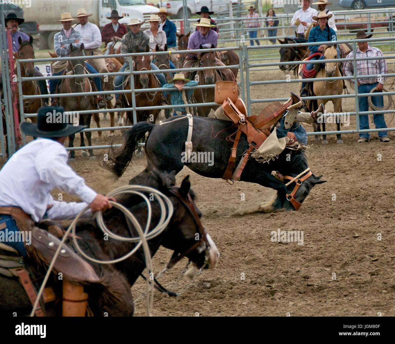 Bucked off horse hi-res stock photography and images - Alamy