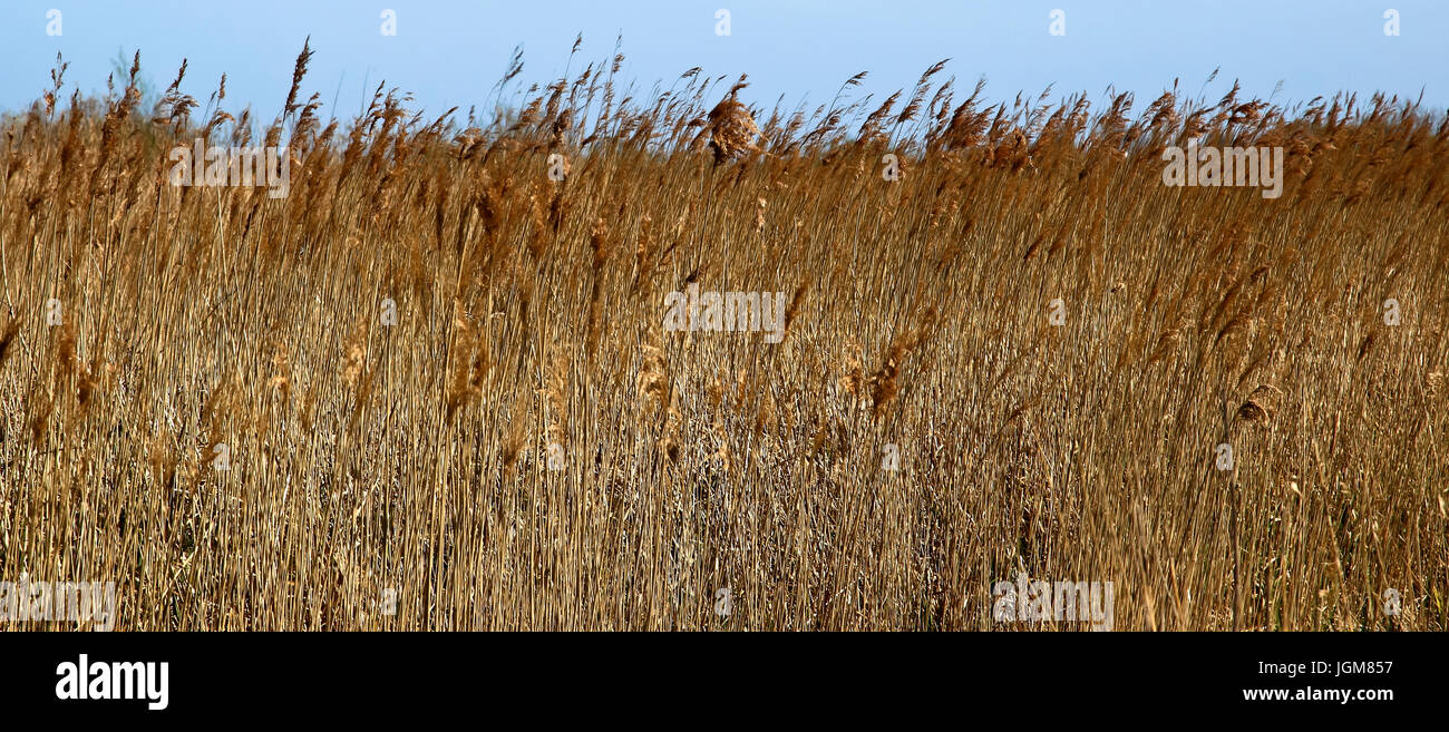 8188. Backgrounds; Colours; Colors; Display; Colours, Brown and Blue ...