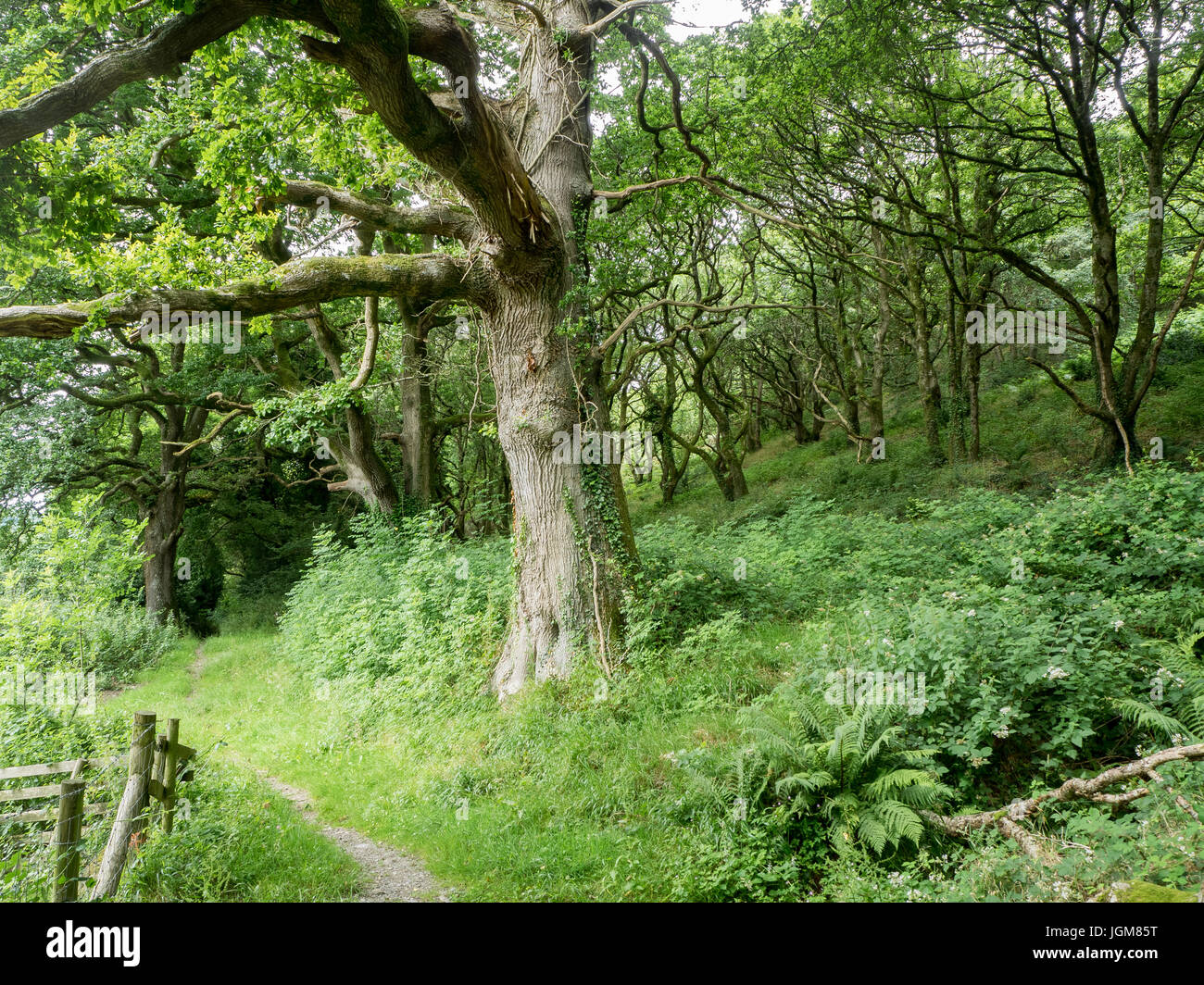 Felindre hi-res stock photography and images - Alamy