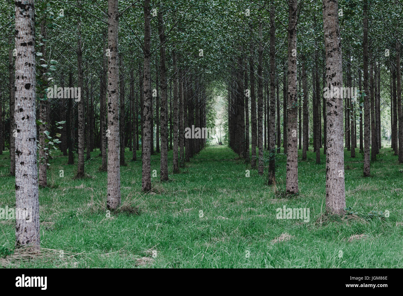 Trees planted in a row in the woods Stock Photo - Alamy