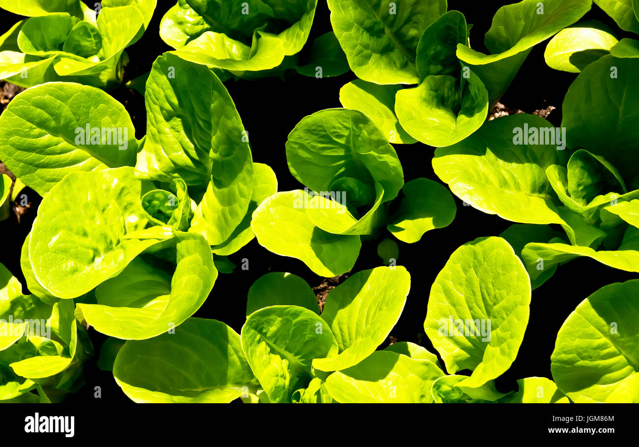8179. Backgrounds; Colours; Colors; Display; Colours, Green, Lettuce ...