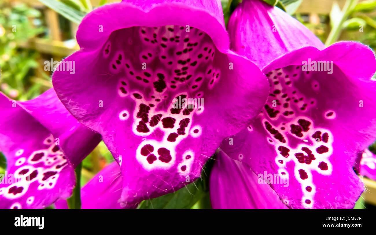 8170. Backgrounds; Colours; Colors; Display; Colours, Pink, Foxglove ...