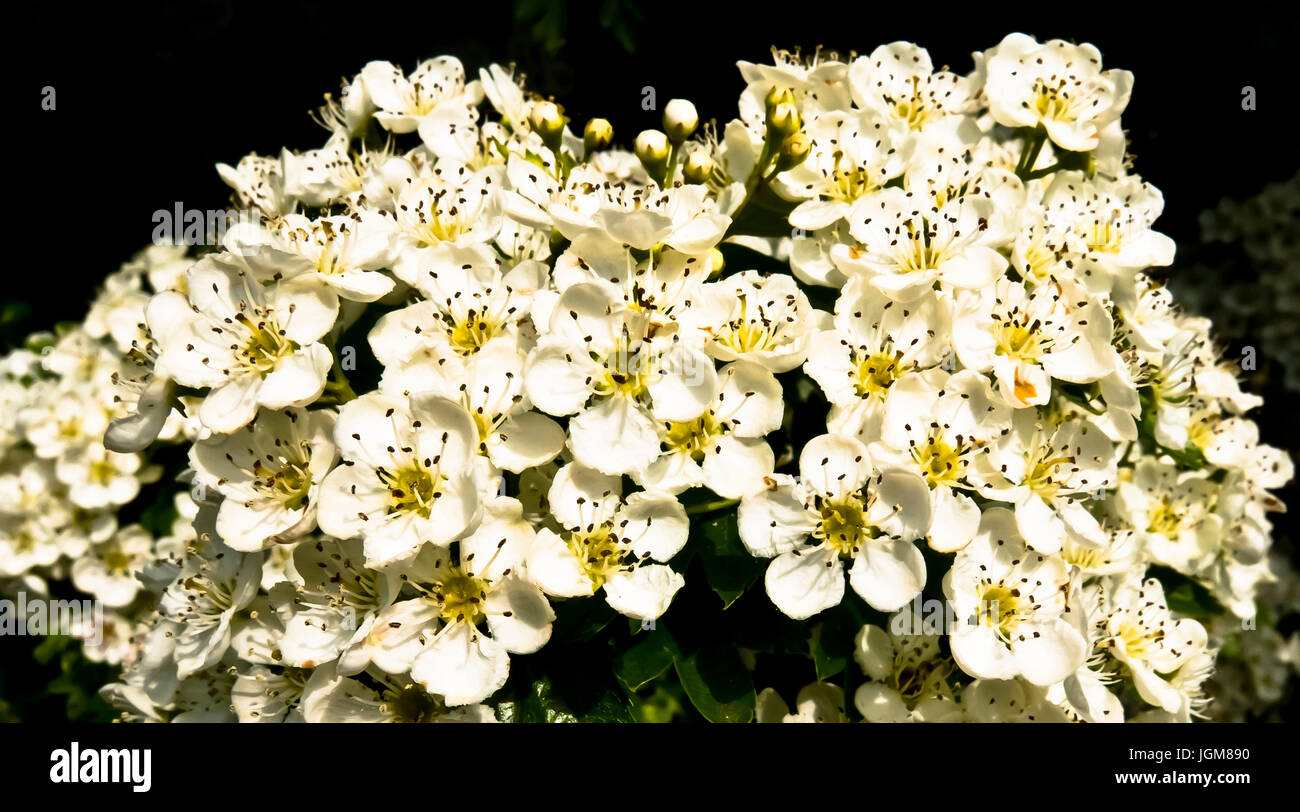 8155. Backgrounds; Colours; Colors; Display; Colours, White, May or ...