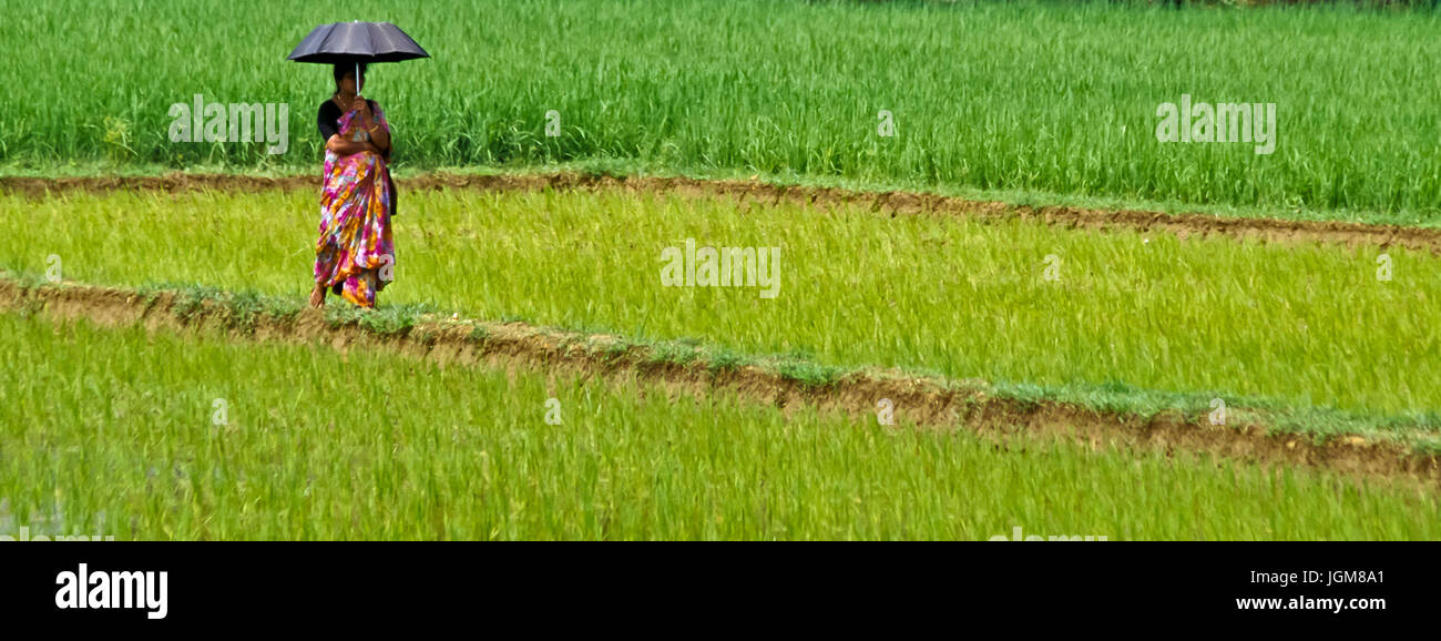 RS 6811. Backgrounds; Colours; Colors; Display; Paddy fields, Tamil ...