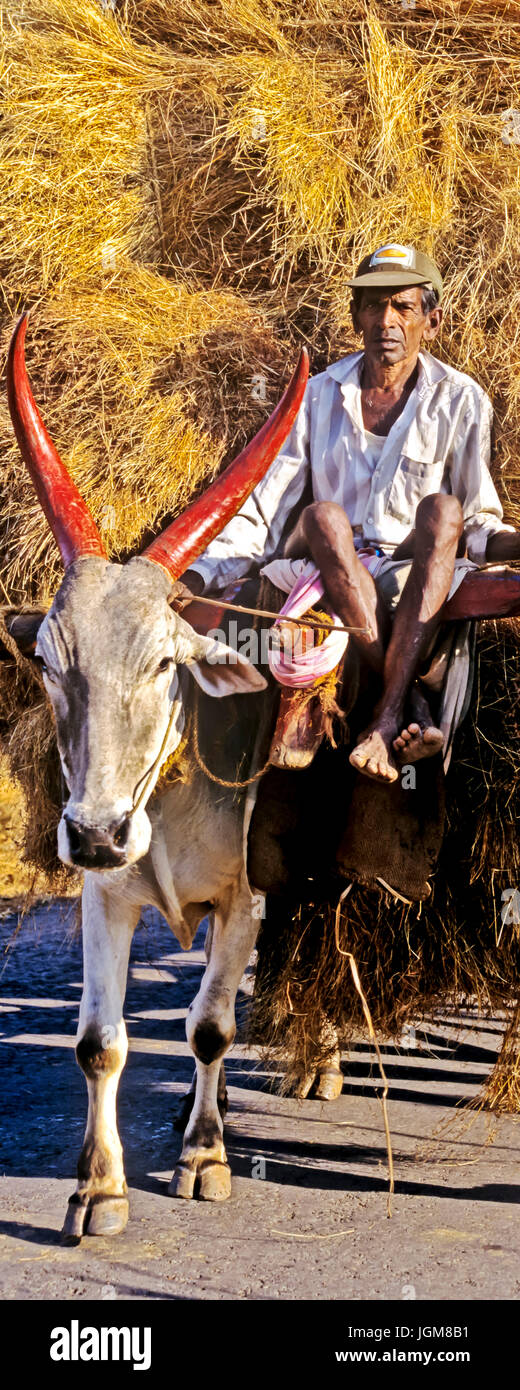 Cow cart hi-res stock photography and images - Alamy