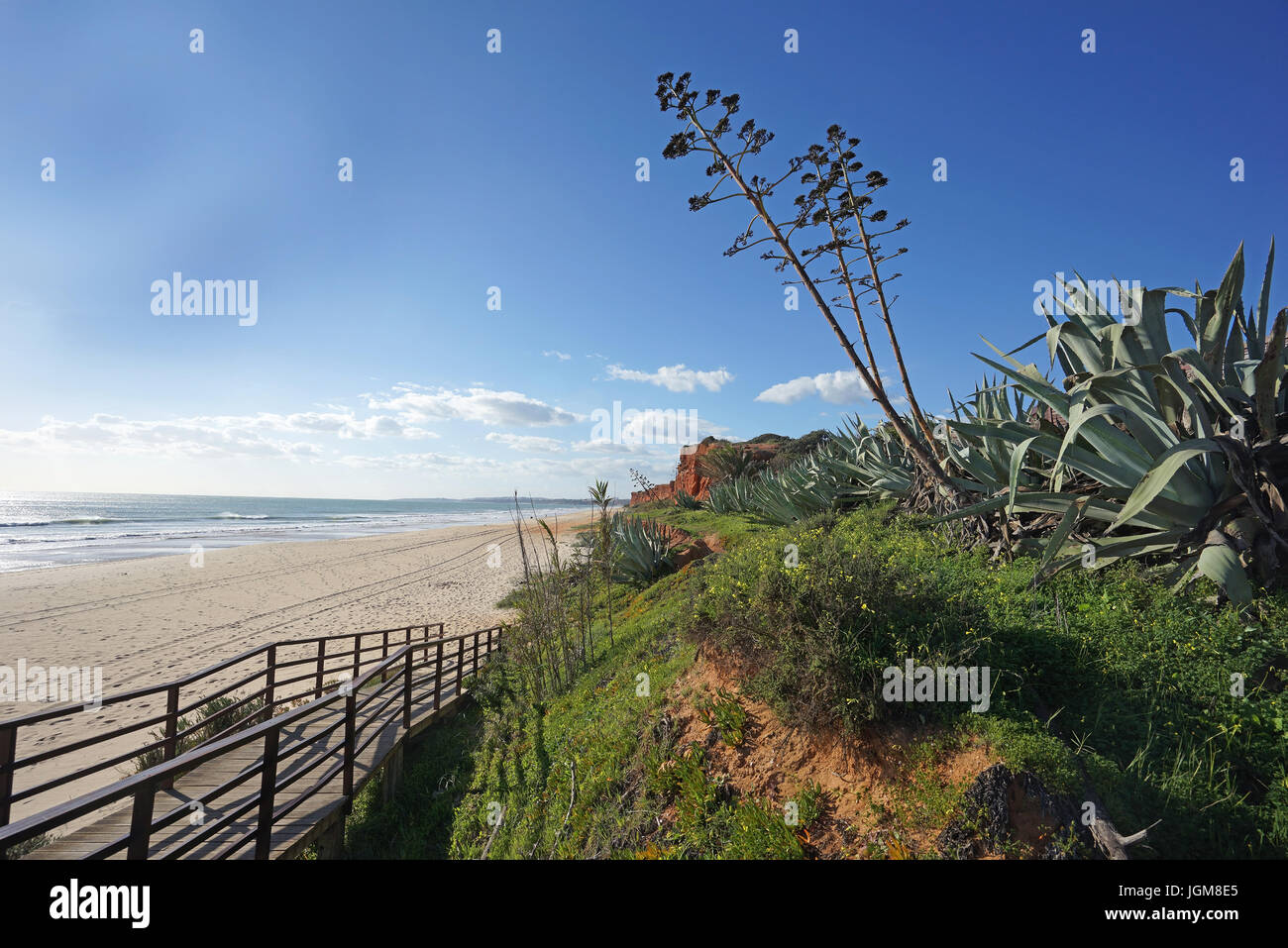 agaves, Algarve, surf, Europe, rock, sienna-coloured, Portugal, Praia ...