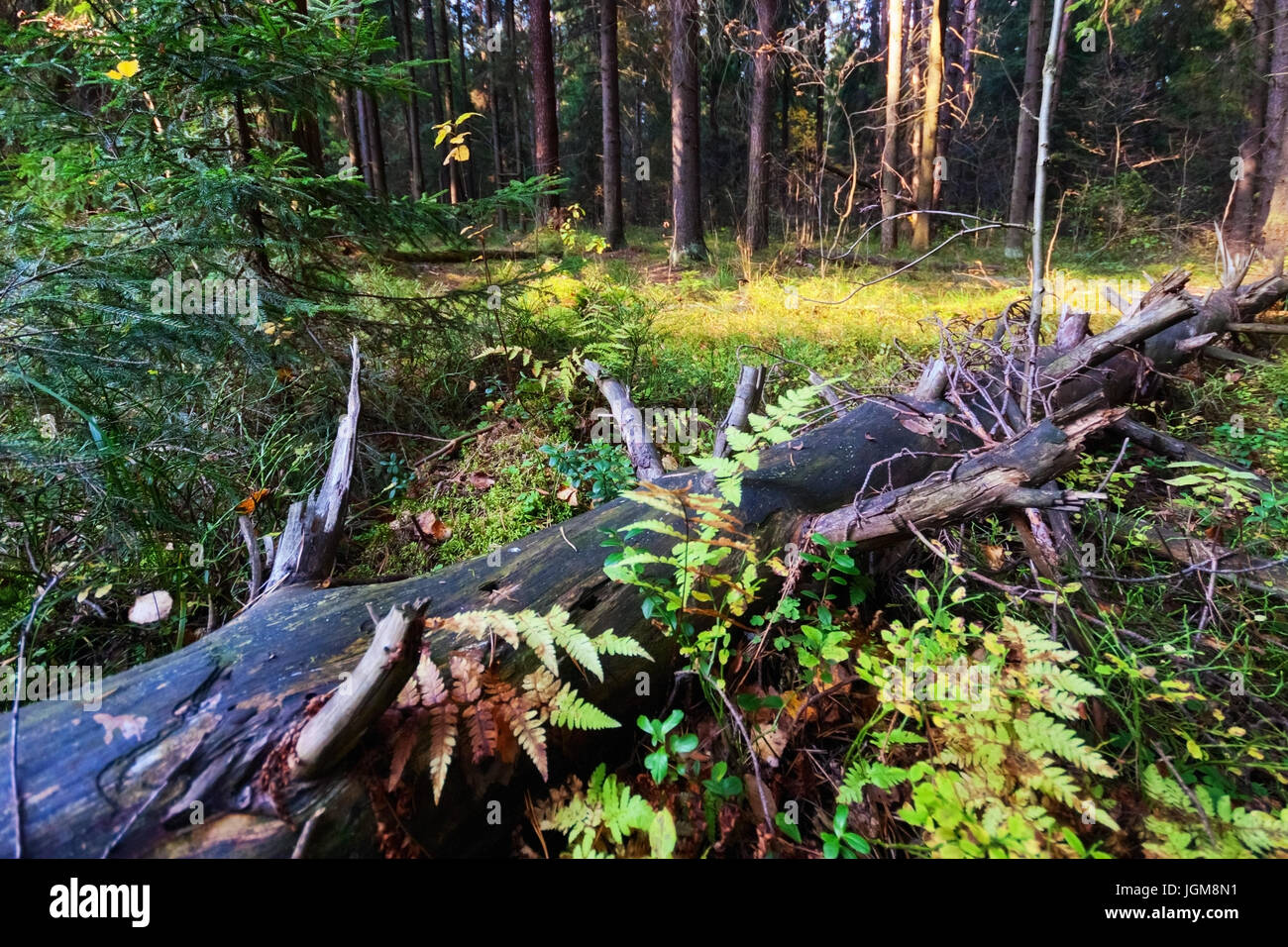 Dead broken trees hi-res stock photography and images - Alamy